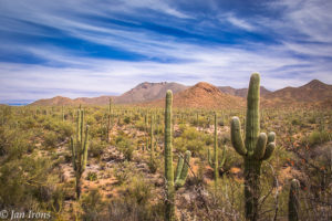Iconic Saguaro Cactus: 10 Things You Never Knew! - Trailer Traveler